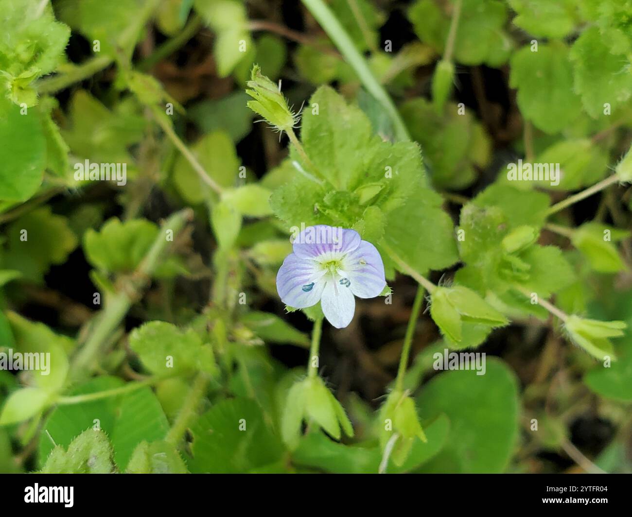 bird's-eye speedwell (Veronica persica Stock Photo - Alamy