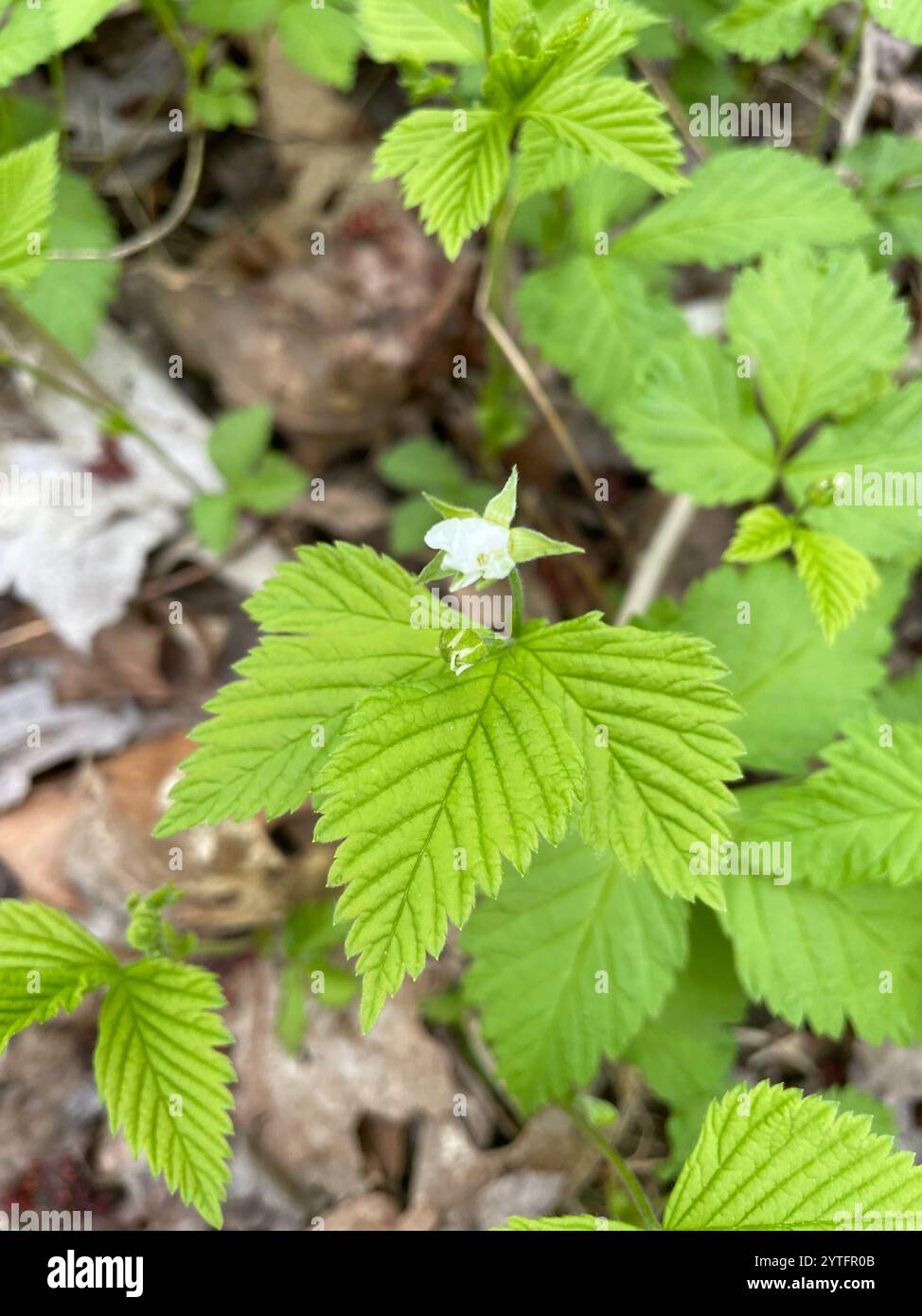 dwarf raspberry (Rubus pubescens Stock Photo - Alamy