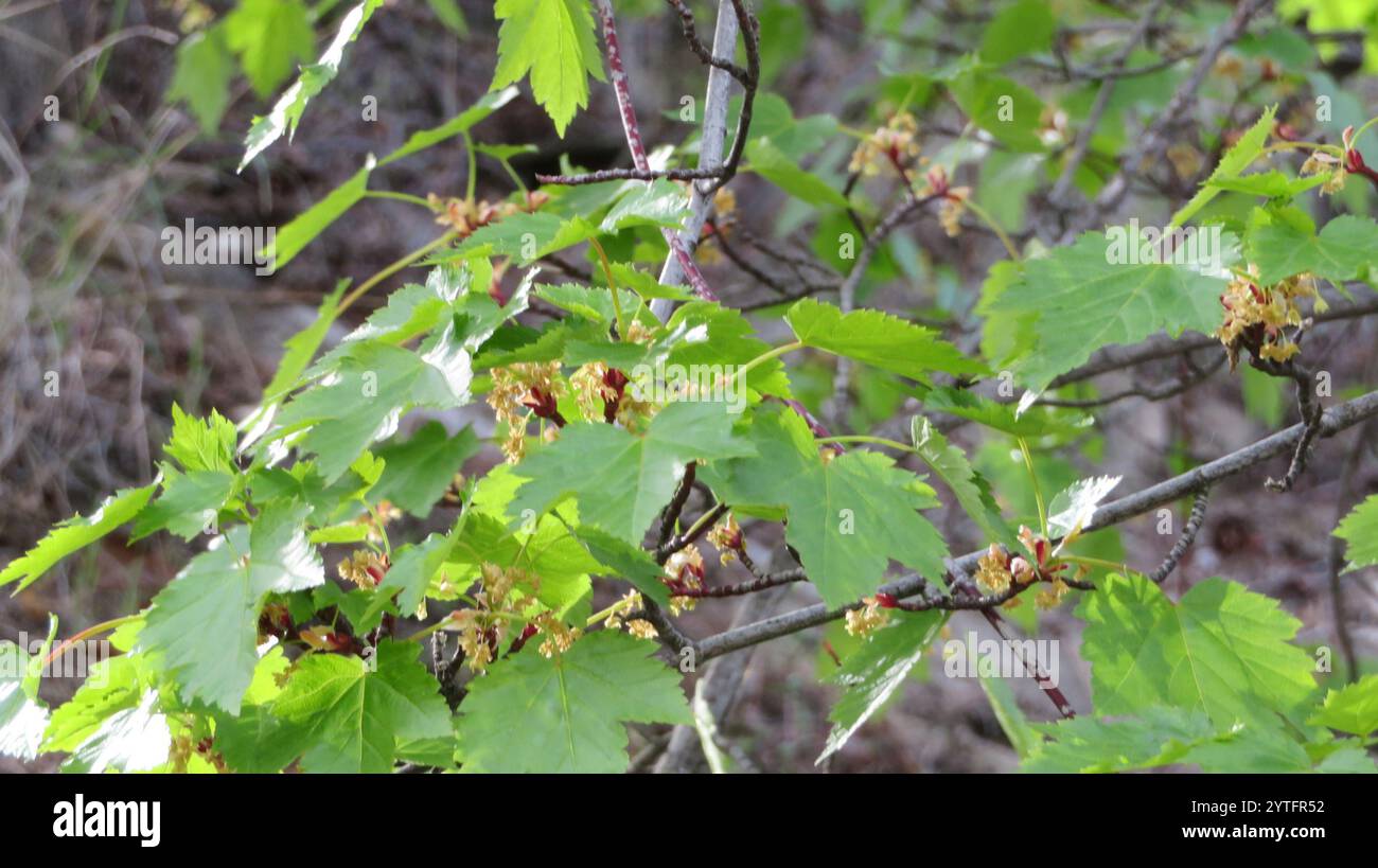 Rocky Mountain maple (Acer glabrum Stock Photo - Alamy