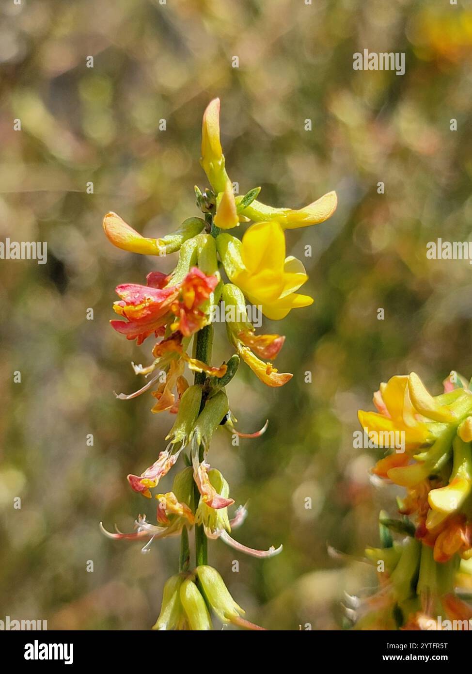 deerweed (Acmispon glaber Stock Photo - Alamy
