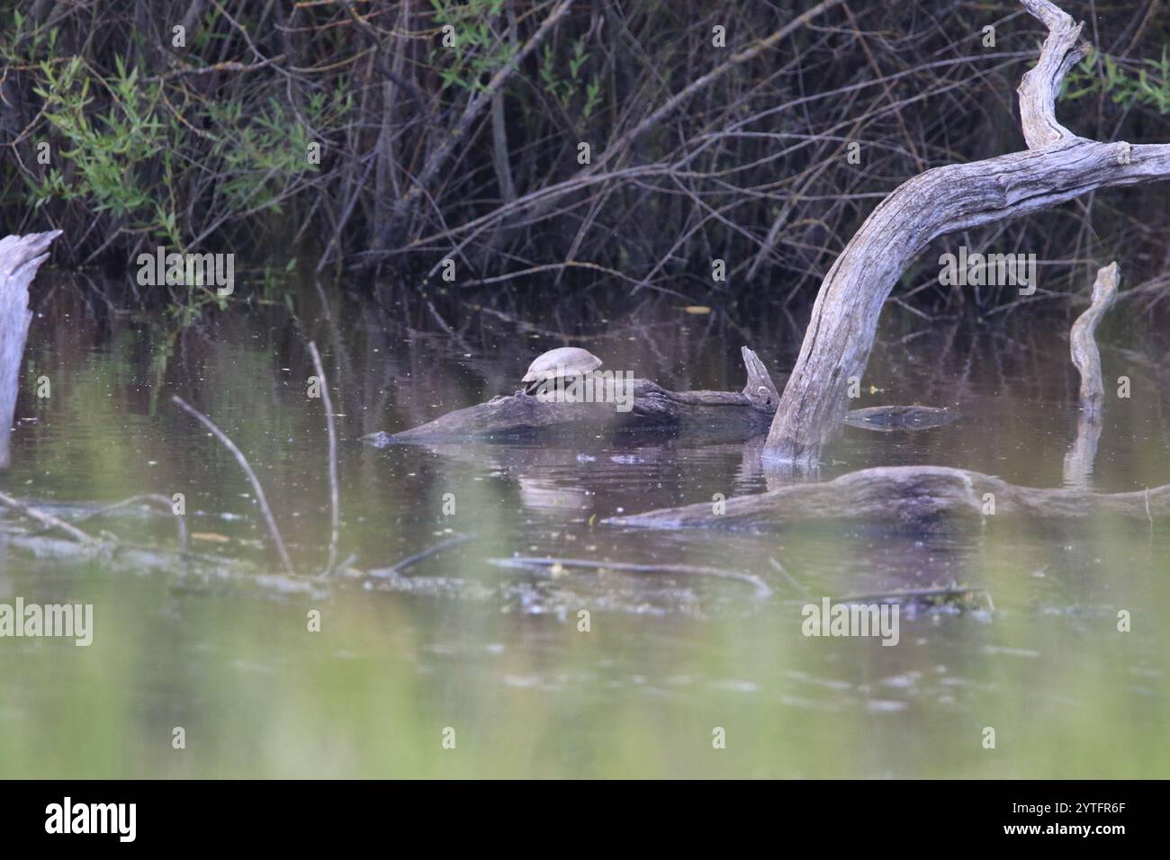Western Pond Turtle (Actinemys marmorata Stock Photo - Alamy