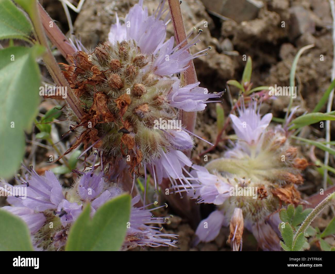 ballhead waterleaf (Hydrophyllum capitatum Stock Photo - Alamy