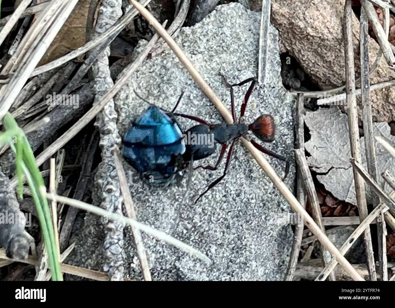 Blood-spotted Sugar Ant (Camponotus cruentatus Stock Photo - Alamy