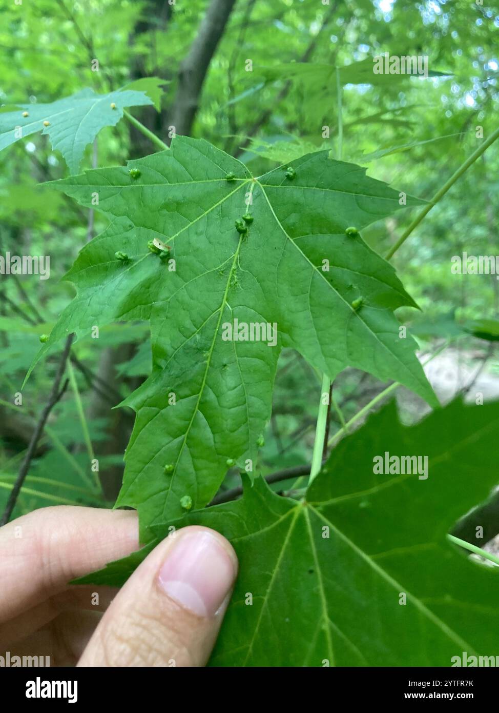 Maple Bladdergall Mite (Vasates quadripedes Stock Photo - Alamy