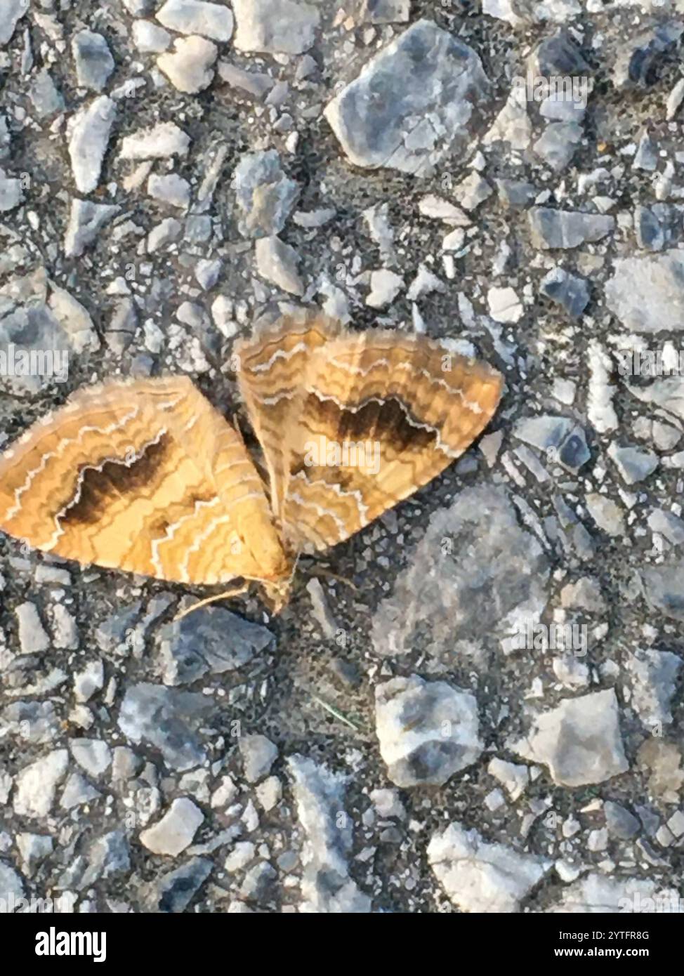 Yellow Shell Moth (Camptogramma bilineata Stock Photo - Alamy