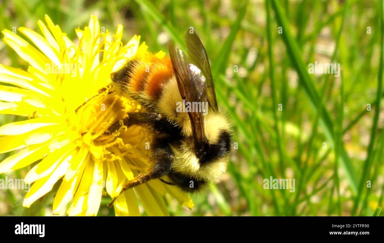 Great Basin Bumble Bee (Bombus centralis Stock Photo - Alamy