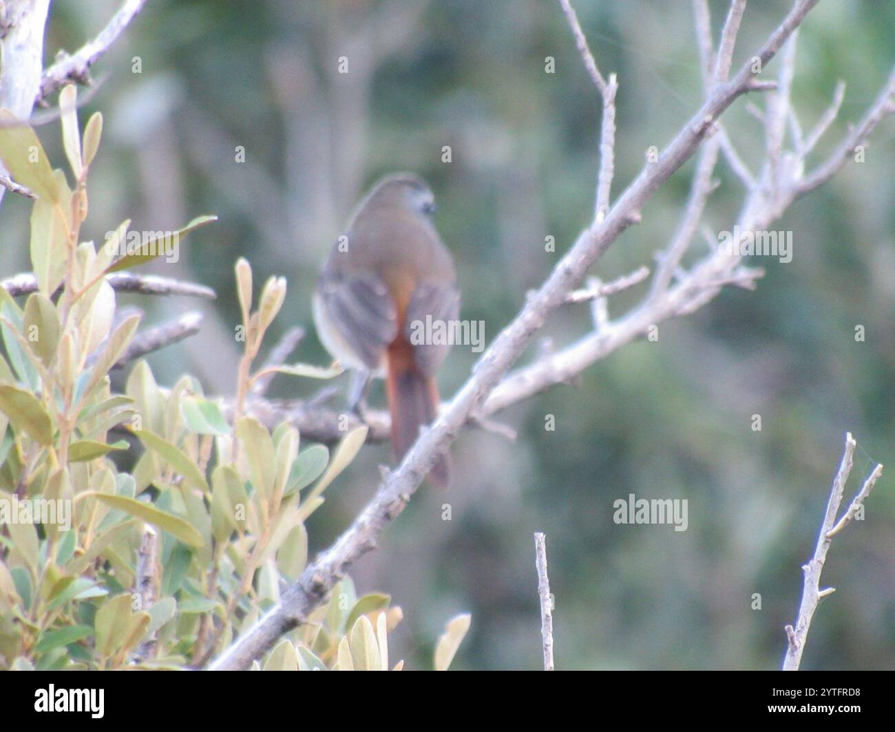 Cape Robin-Chat (Dessonornis caffer Stock Photo - Alamy