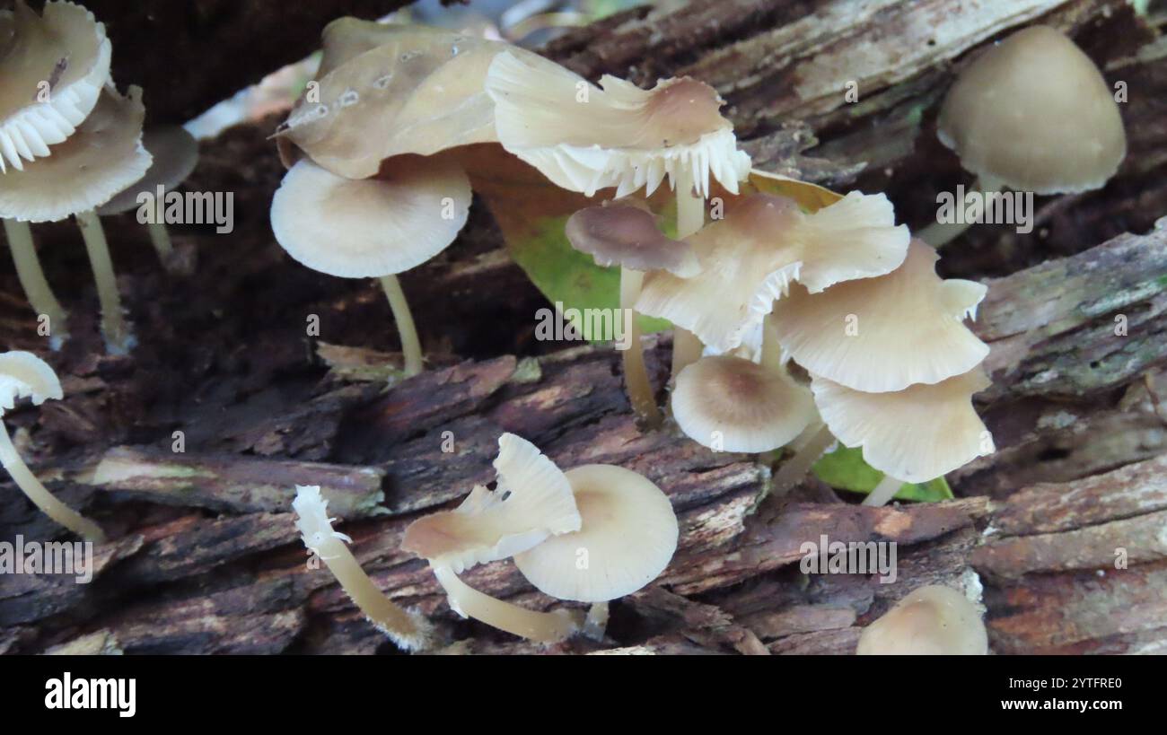 clustered bonnet (Mycena inclinata Stock Photo - Alamy