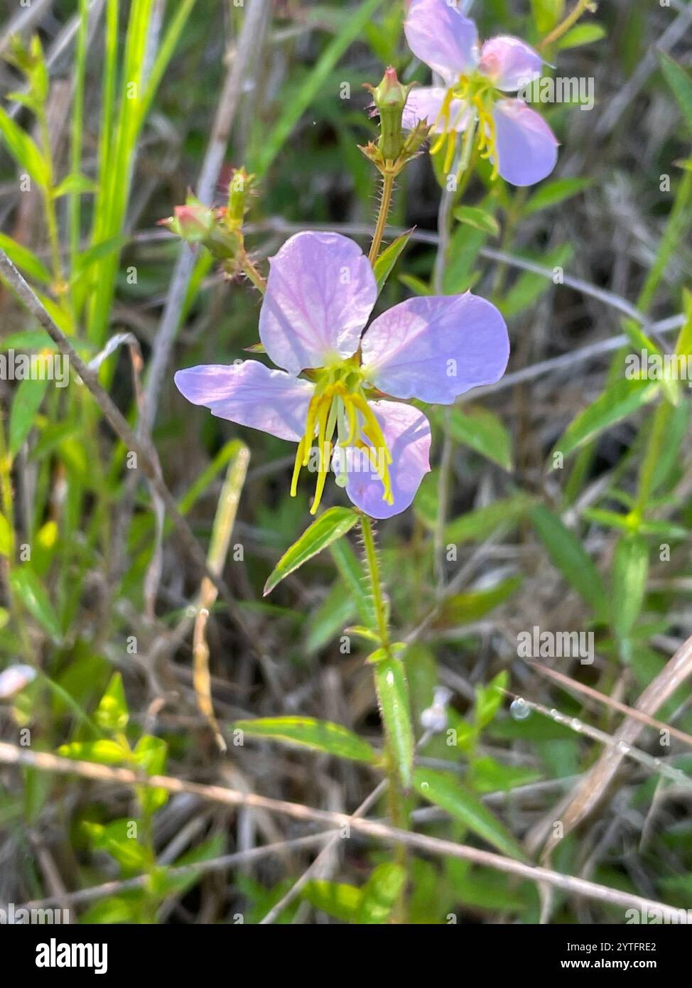 Maryland meadowbeauty (Rhexia mariana Stock Photo - Alamy