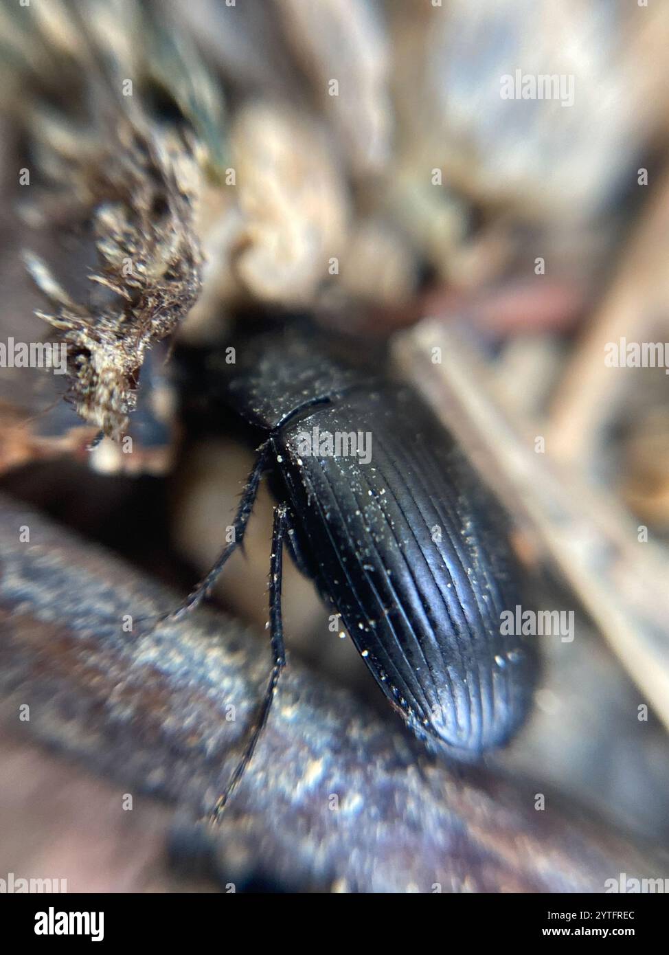 Seed-eating Ground Beetles (Zabrini Stock Photo - Alamy