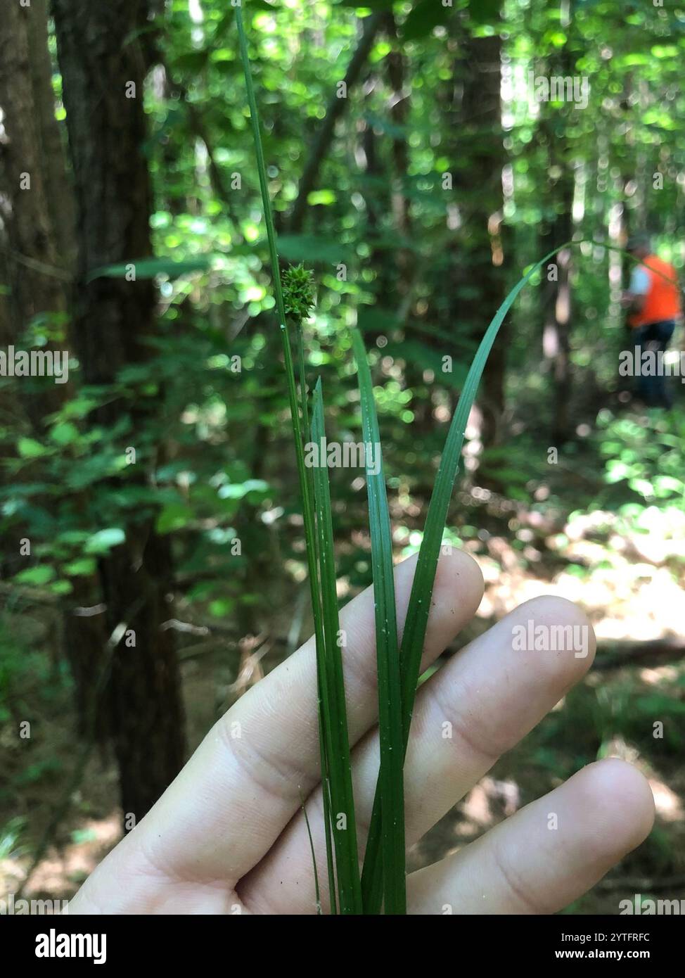 oval-headed sedge (Carex cephalophora Stock Photo - Alamy