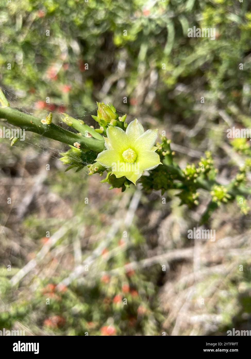 Christmas cholla (Cylindropuntia leptocaulis Stock Photo - Alamy
