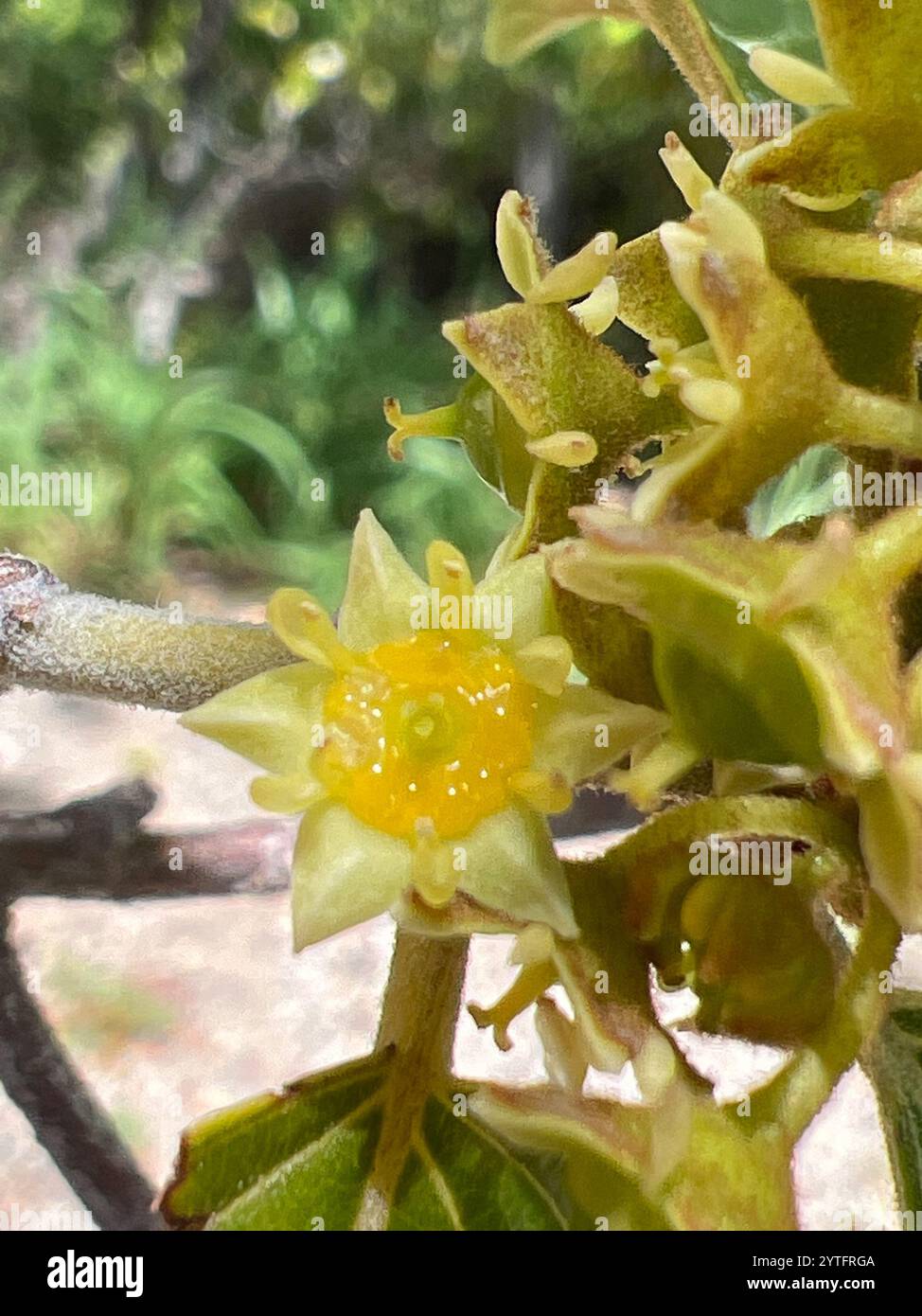 Colubrina arborescens hi-res stock photography and images - Alamy