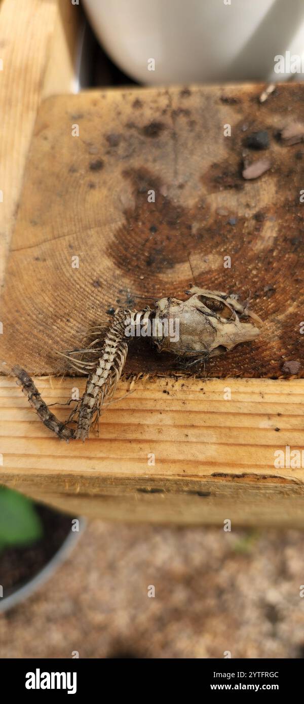 Woodland Vole (Microtus pinetorum Stock Photo - Alamy