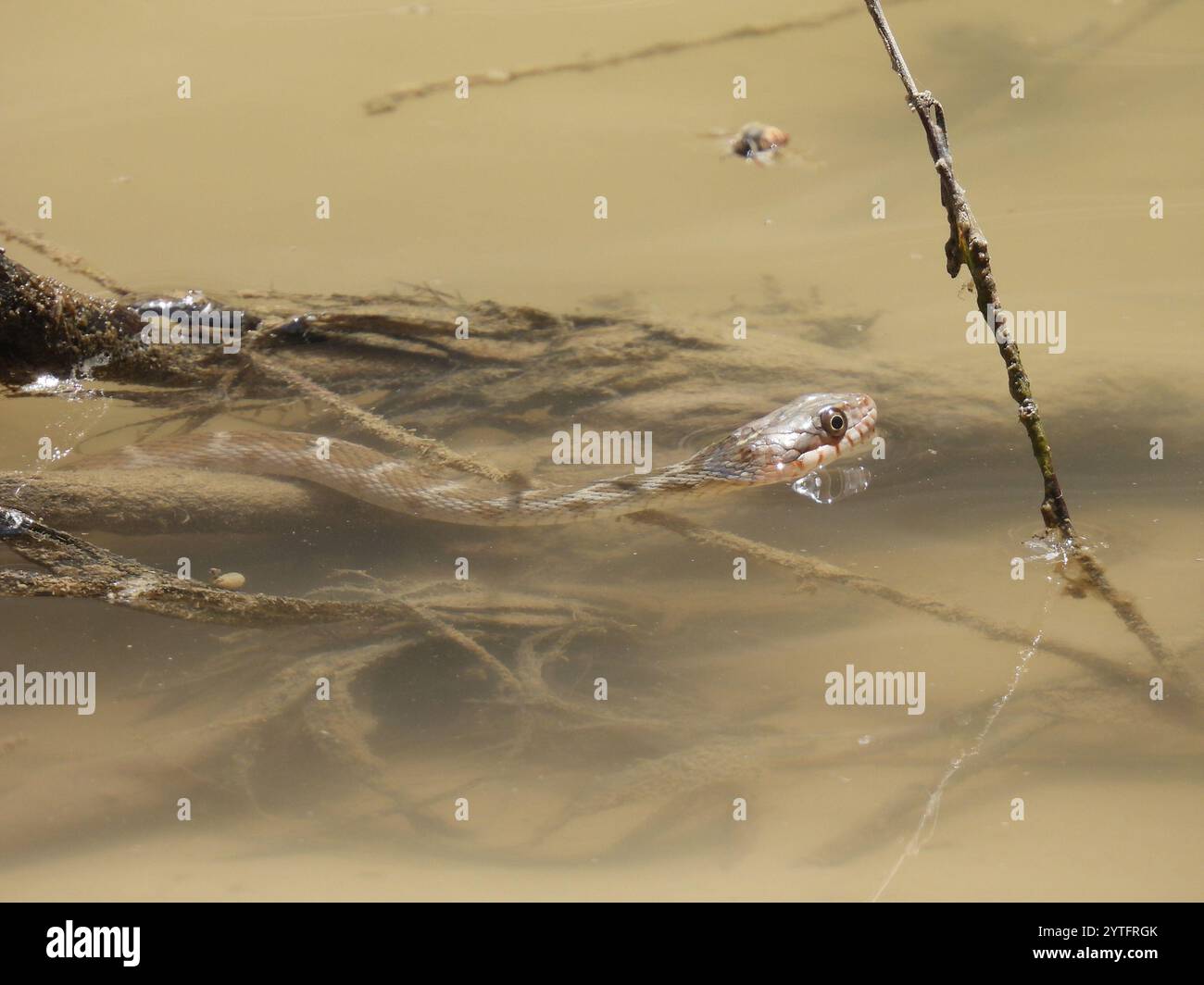 Plain-bellied Watersnake (Nerodia erythrogaster Stock Photo - Alamy