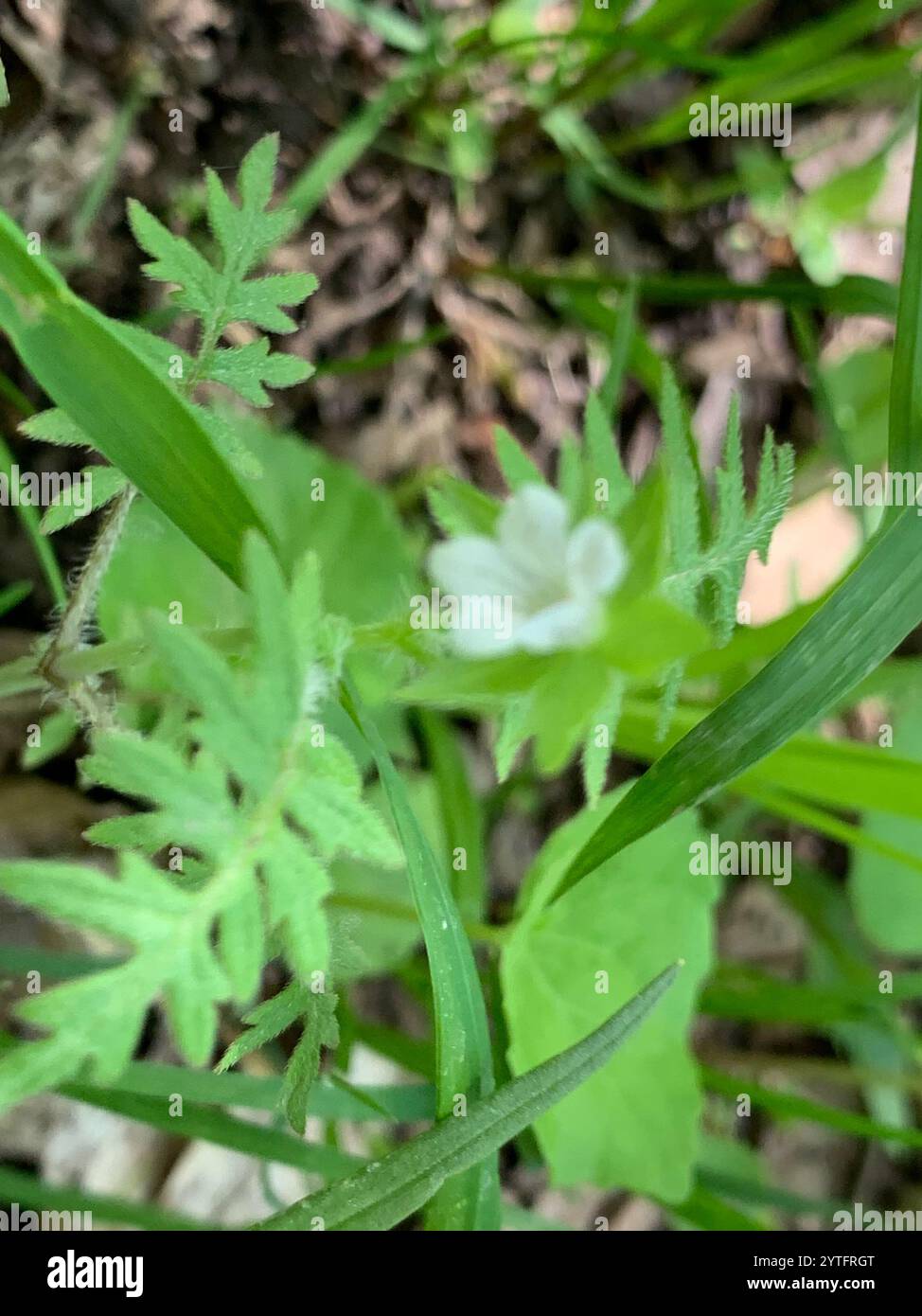 Aunt Lucy (Ellisia nyctelea Stock Photo - Alamy
