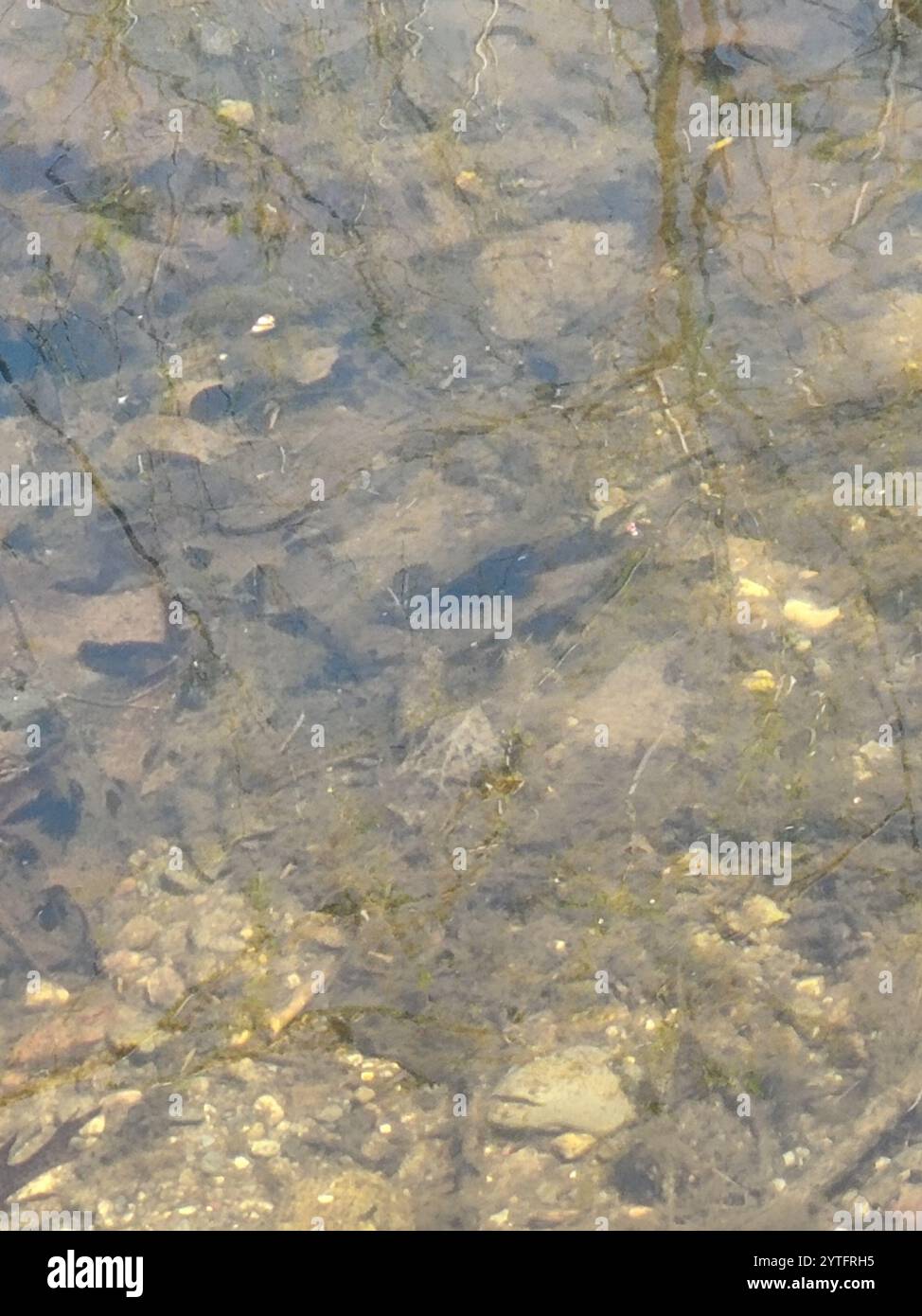 Ray-finned Fishes (Actinopterygii Stock Photo - Alamy