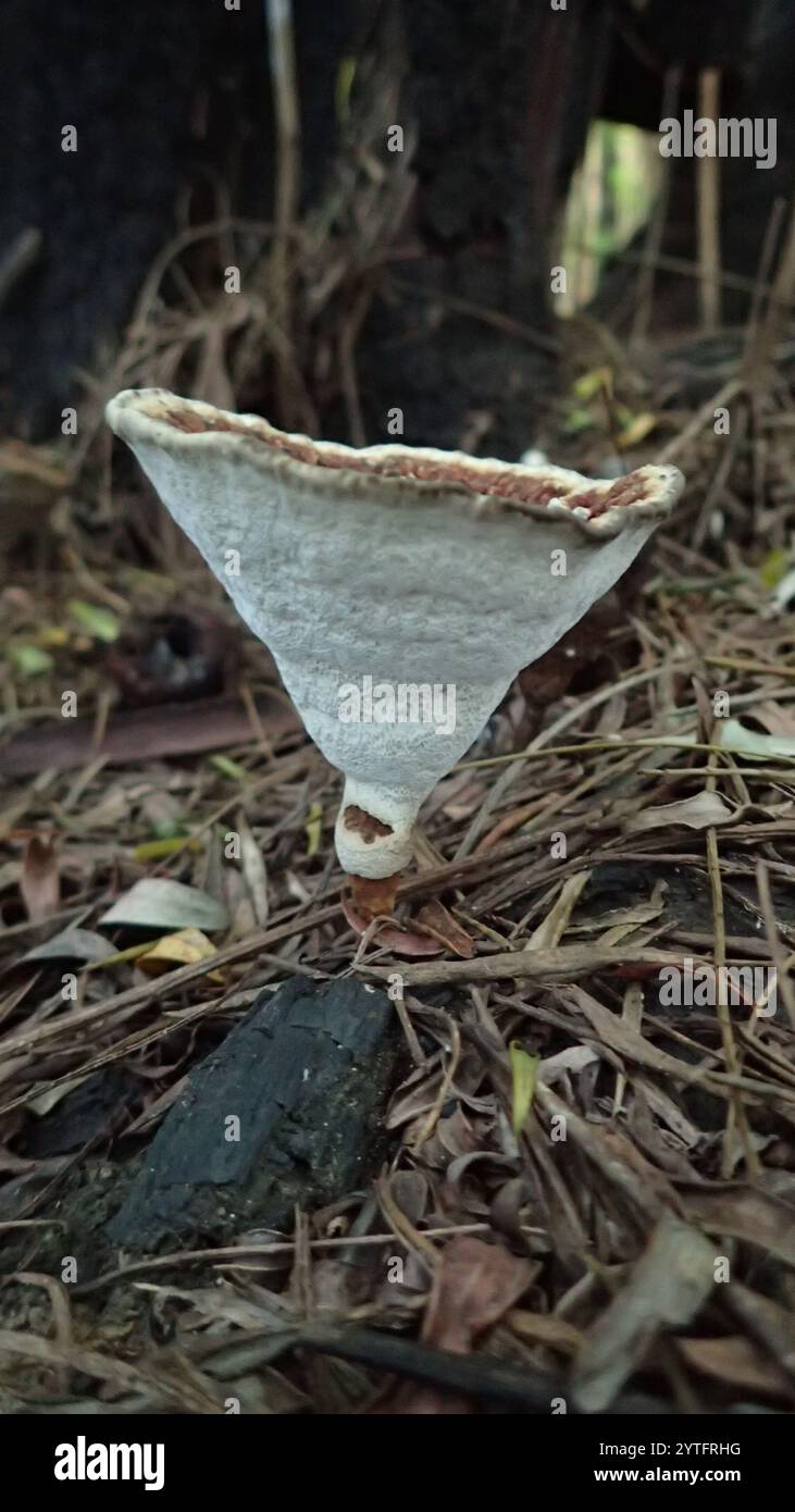 red-staining stalked polypore (Sanguinoderma rude Stock Photo - Alamy