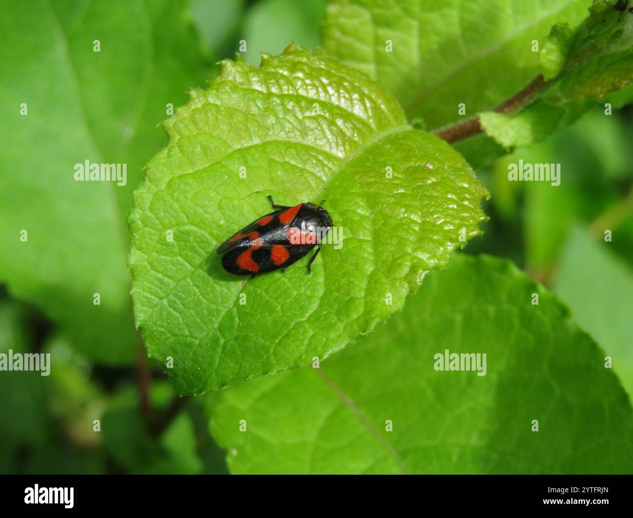 Common Froghopper (Cercopis vulnerata Stock Photo - Alamy