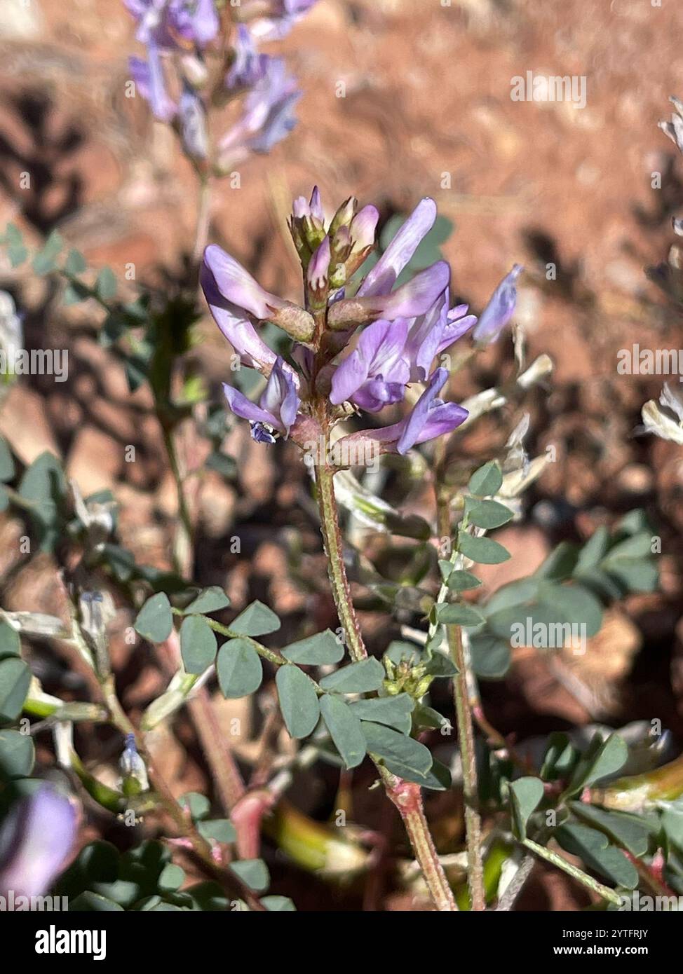 Freckled milkvetch hi-res stock photography and images - Alamy
