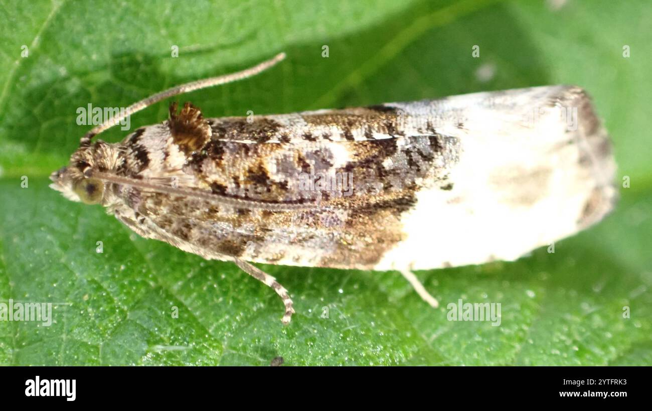 Green Budworm Moth (Hedya nubiferana Stock Photo - Alamy