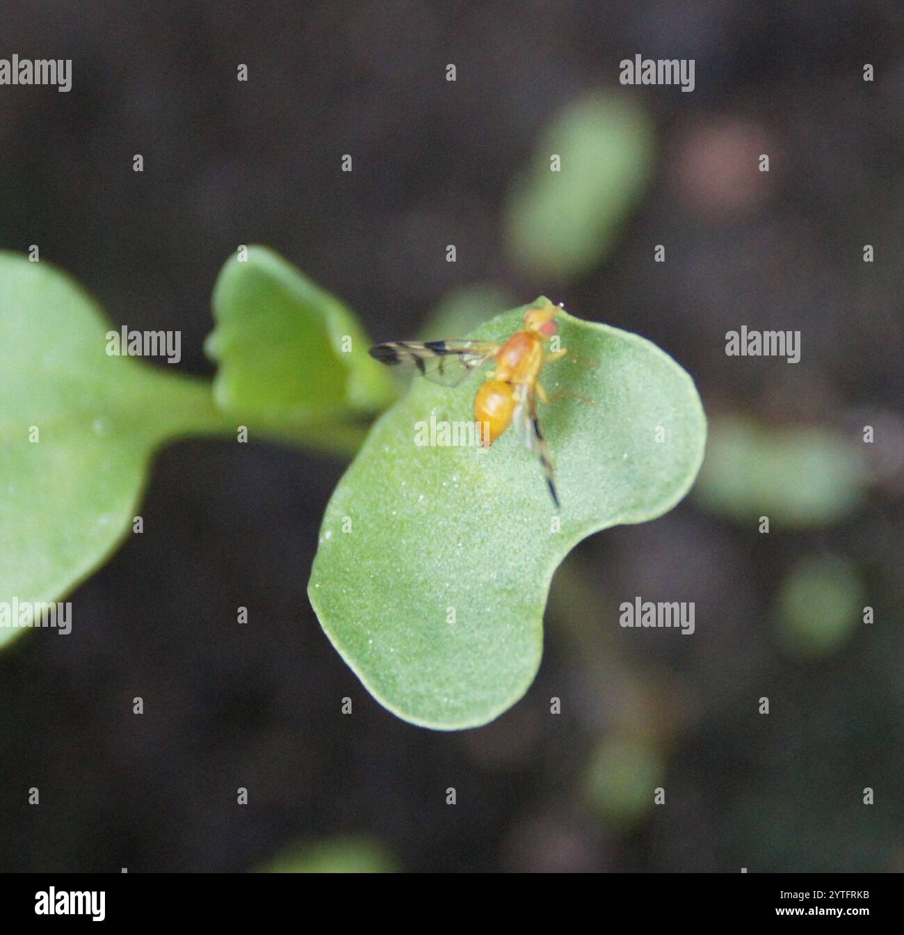 Trypeta zoe hi-res stock photography and images - Alamy