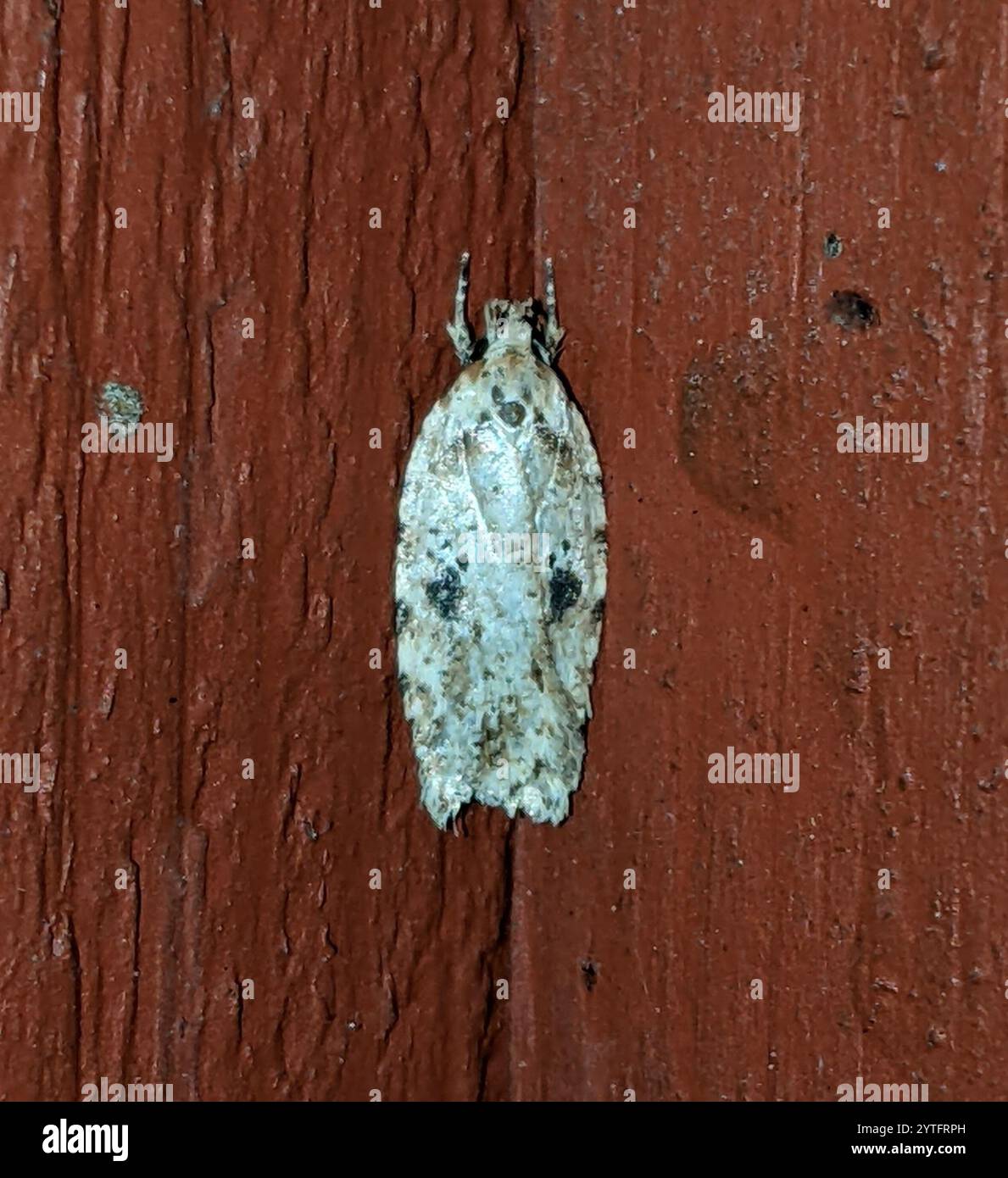 Canadian Agonopterix Moth (Agonopterix canadensis Stock Photo - Alamy