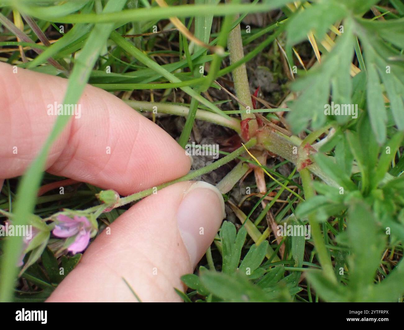 Cut-leaved crane's-bill (Geranium dissectum Stock Photo - Alamy
