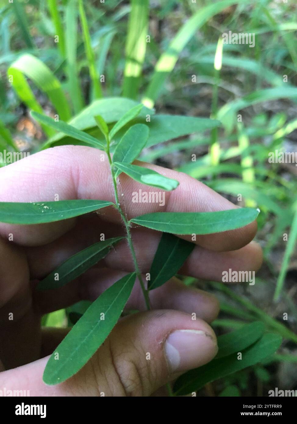 False Flowering Spurge (Euphorbia pubentissima Stock Photo - Alamy