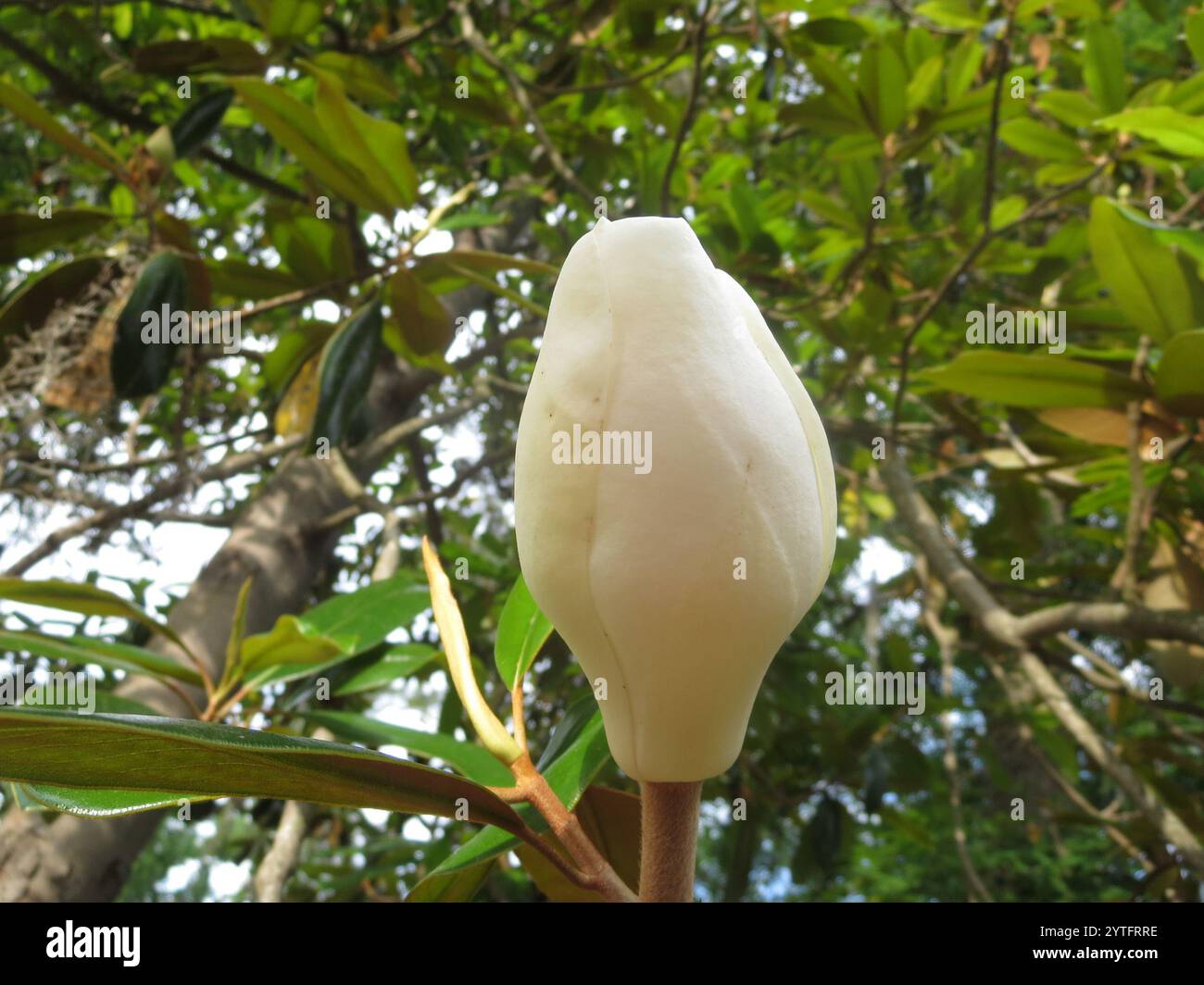 southern magnolia (Magnolia grandiflora Stock Photo - Alamy