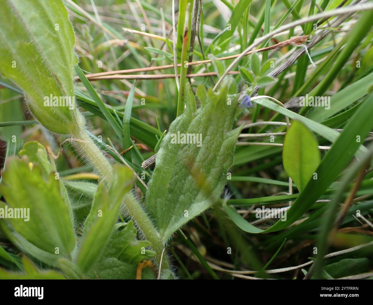 Levisecta hi-res stock photography and images - Alamy