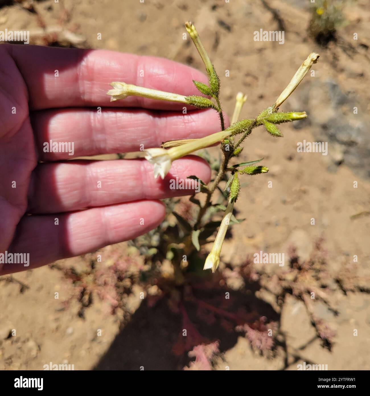 Coyote tobacco hi-res stock photography and images - Alamy