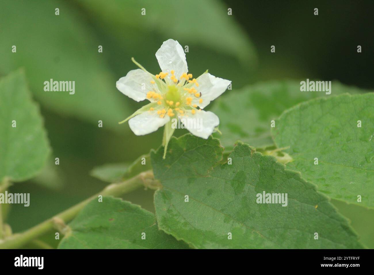 calabur tree (Muntingia calabura Stock Photo - Alamy