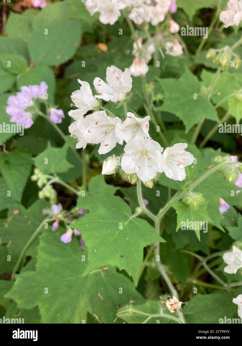 great waterleaf (Hydrophyllum appendiculatum Stock Photo - Alamy