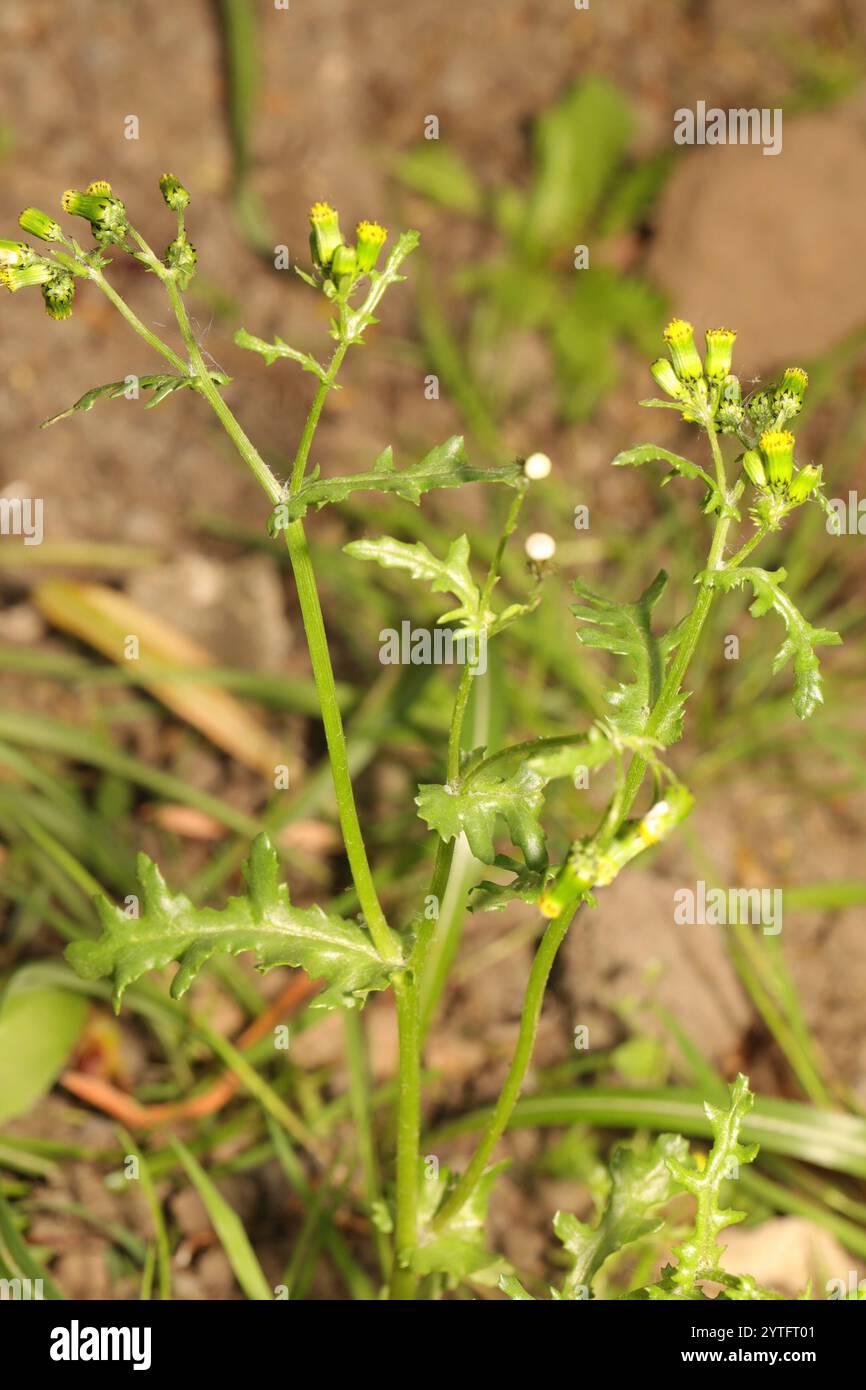 common groundsel (Senecio vulgaris Stock Photo - Alamy