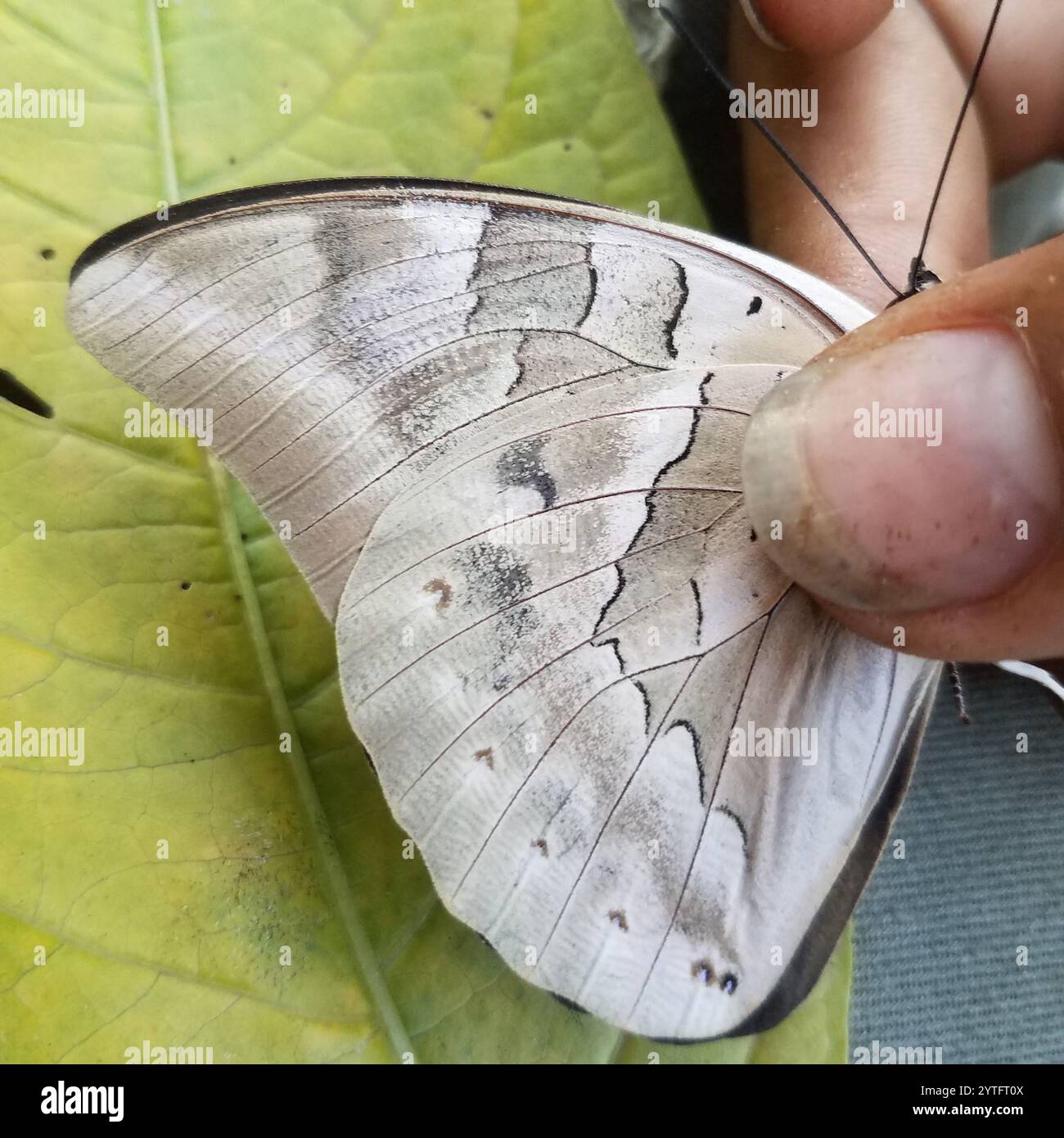 The one spotted prepona hi-res stock photography and images - Alamy