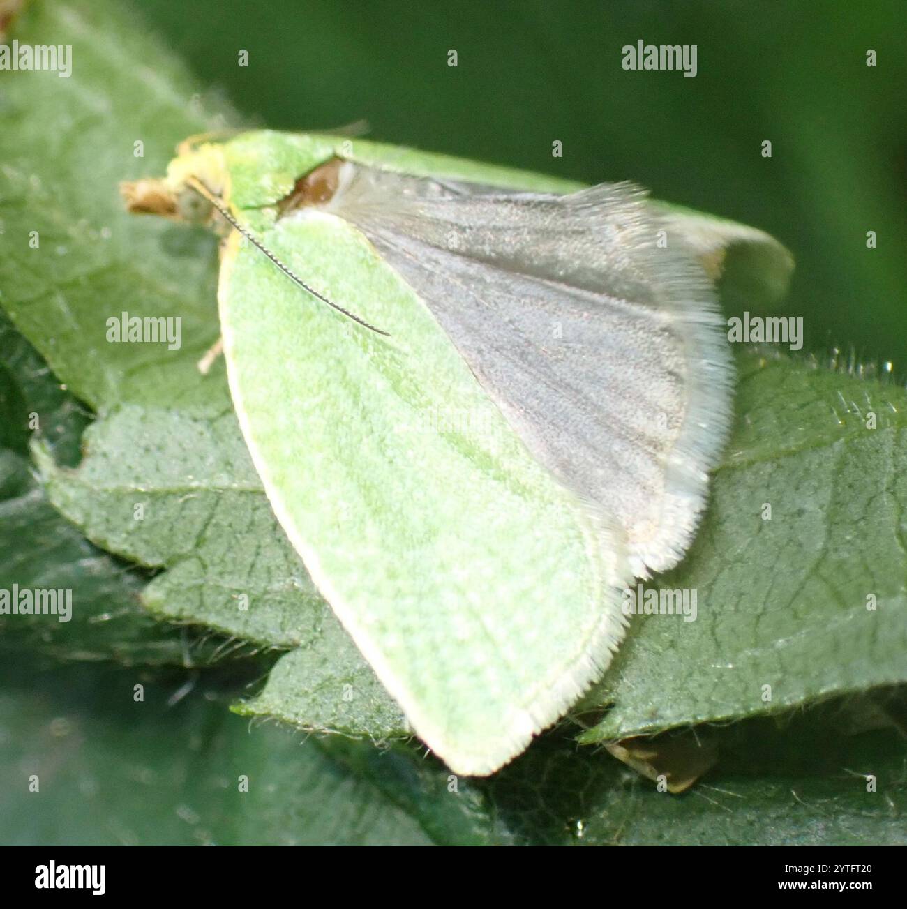 Green Oak Tortrix (Tortrix viridana Stock Photo - Alamy