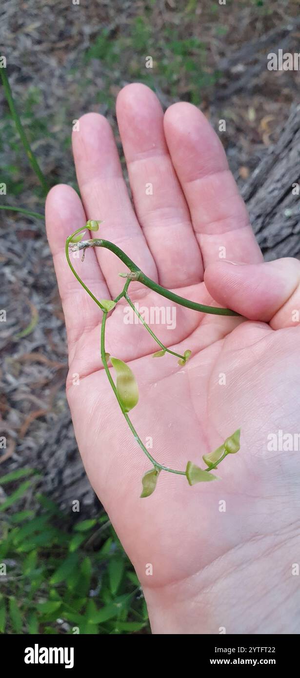 Wombat Berry (Eustrephus latifolius Stock Photo - Alamy
