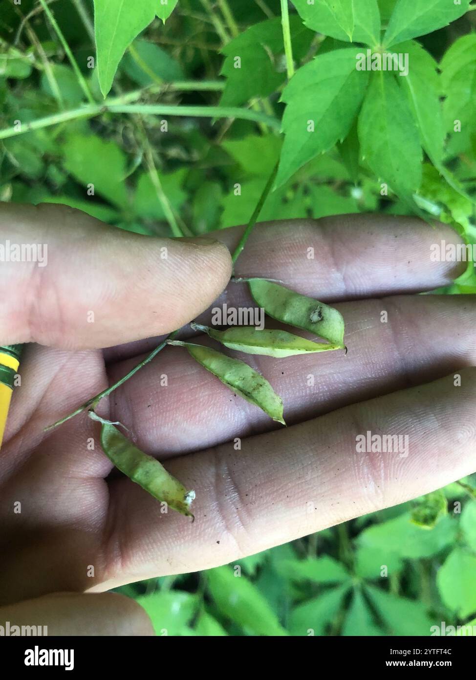 Carolina Vetch (Vicia caroliniana Stock Photo - Alamy
