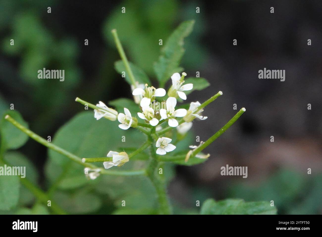 wavy bittercress (Cardamine flexuosa Stock Photo - Alamy