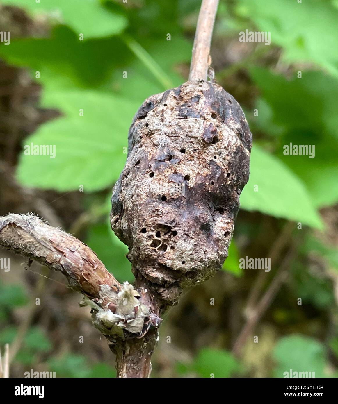 thimbleberry gallmaker (Diastrophus kincaidii Stock Photo - Alamy
