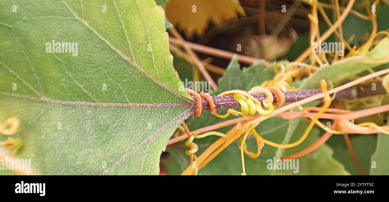 Field Dodder (Cuscuta campestris Stock Photo - Alamy