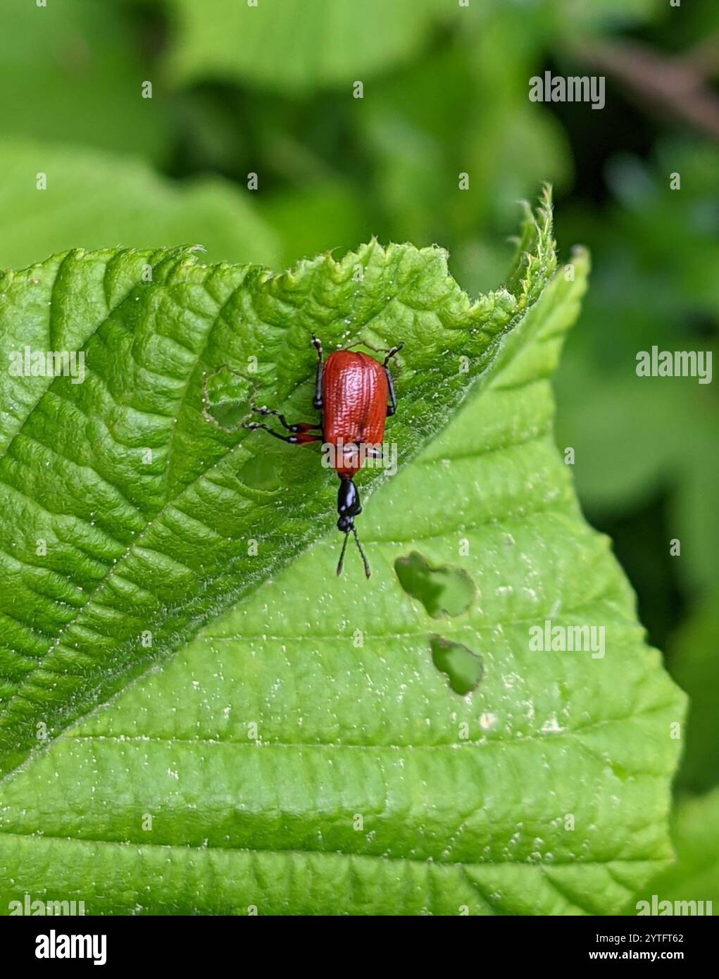 Hazel leaf-roller weevil (Apoderus coryli Stock Photo - Alamy