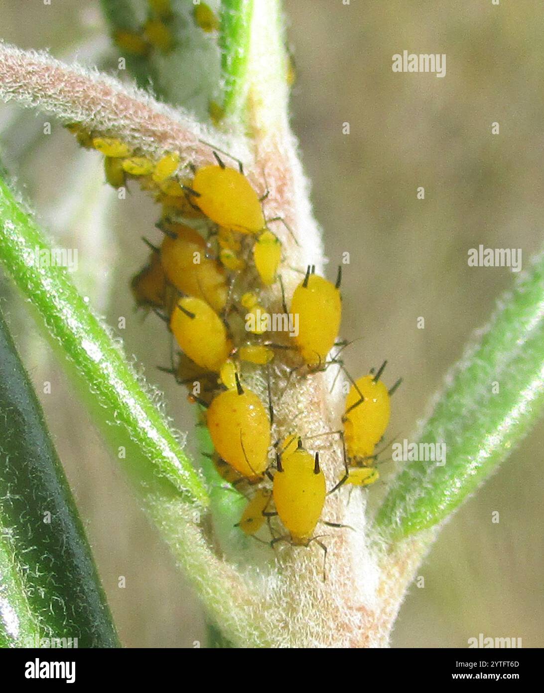 Oleander Aphid (Aphis nerii Stock Photo - Alamy