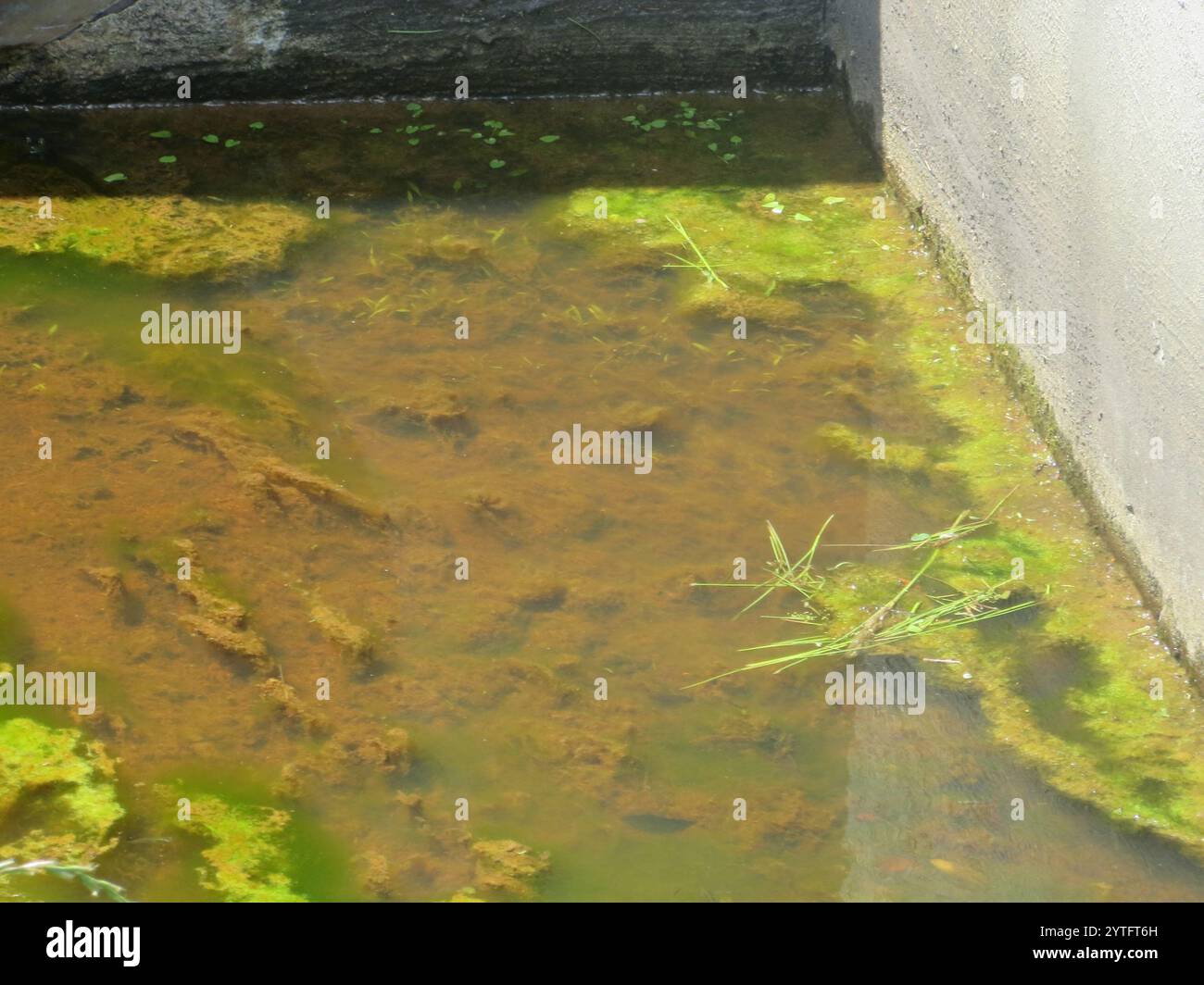 green algae (Chlorophyta Stock Photo - Alamy