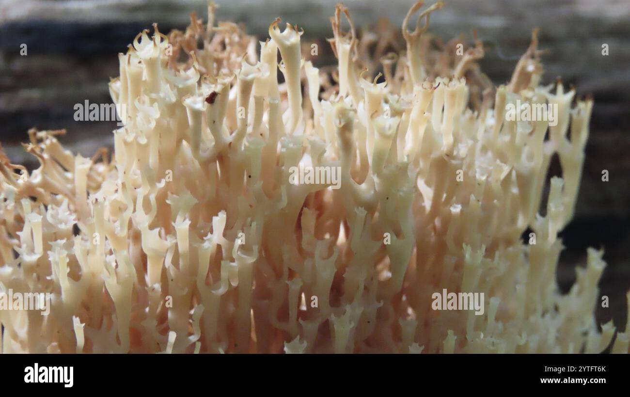 crown-tipped coral fungus (Artomyces pyxidatus Stock Photo - Alamy
