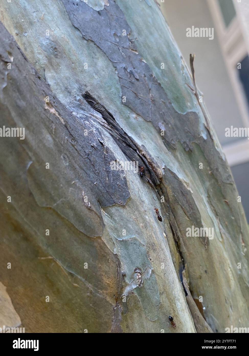 Shiny Acrobat Ant (Crematogaster laeviuscula Stock Photo - Alamy