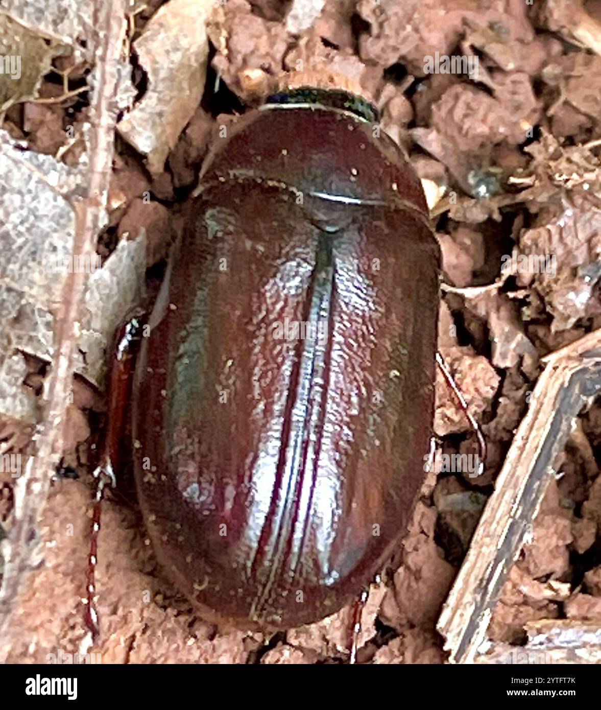 May Beetles (Phyllophaga Stock Photo - Alamy