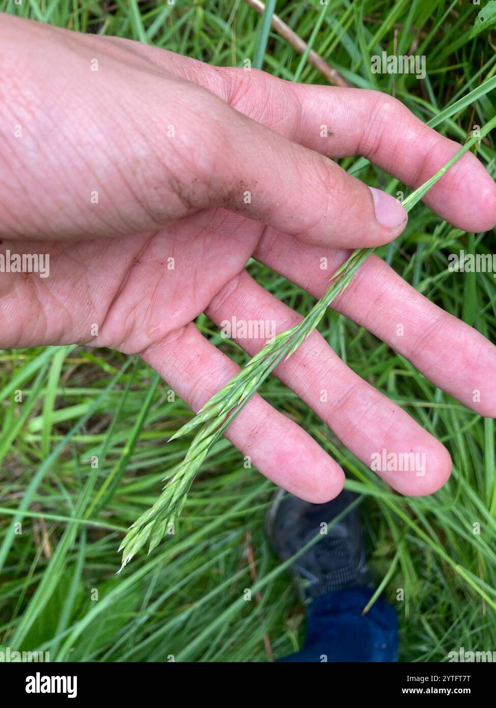 tall fescue (Lolium arundinaceum Stock Photo - Alamy
