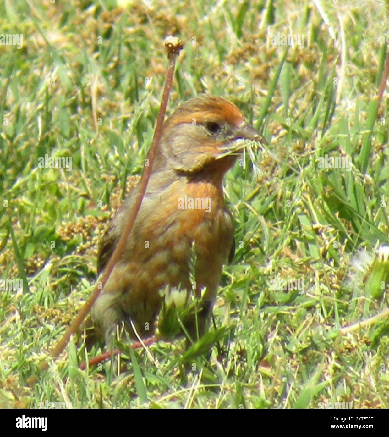 House Finch (Haemorhous mexicanus Stock Photo - Alamy